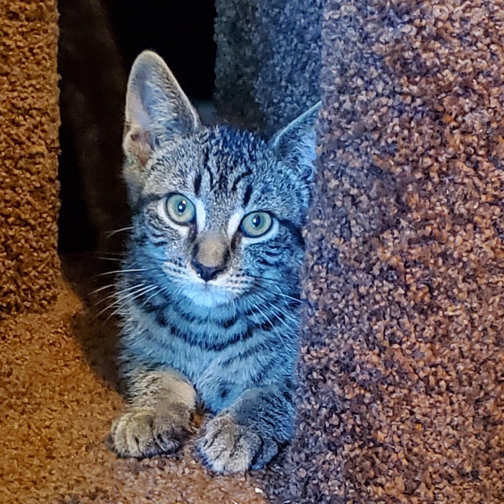 Frogger's Love Story - One Love Animal Rescue & Sanctuary