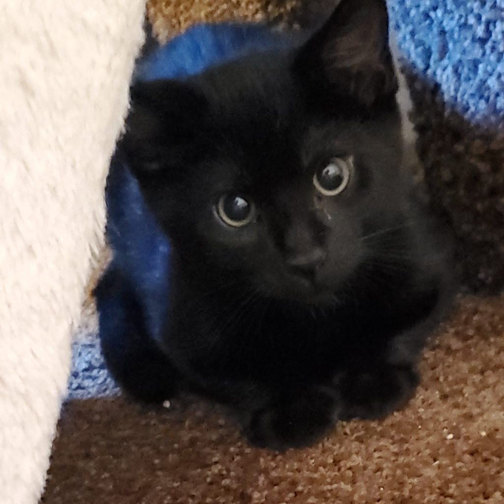 Popeye's Love Story - One Love Animal Rescue & Sanctuary