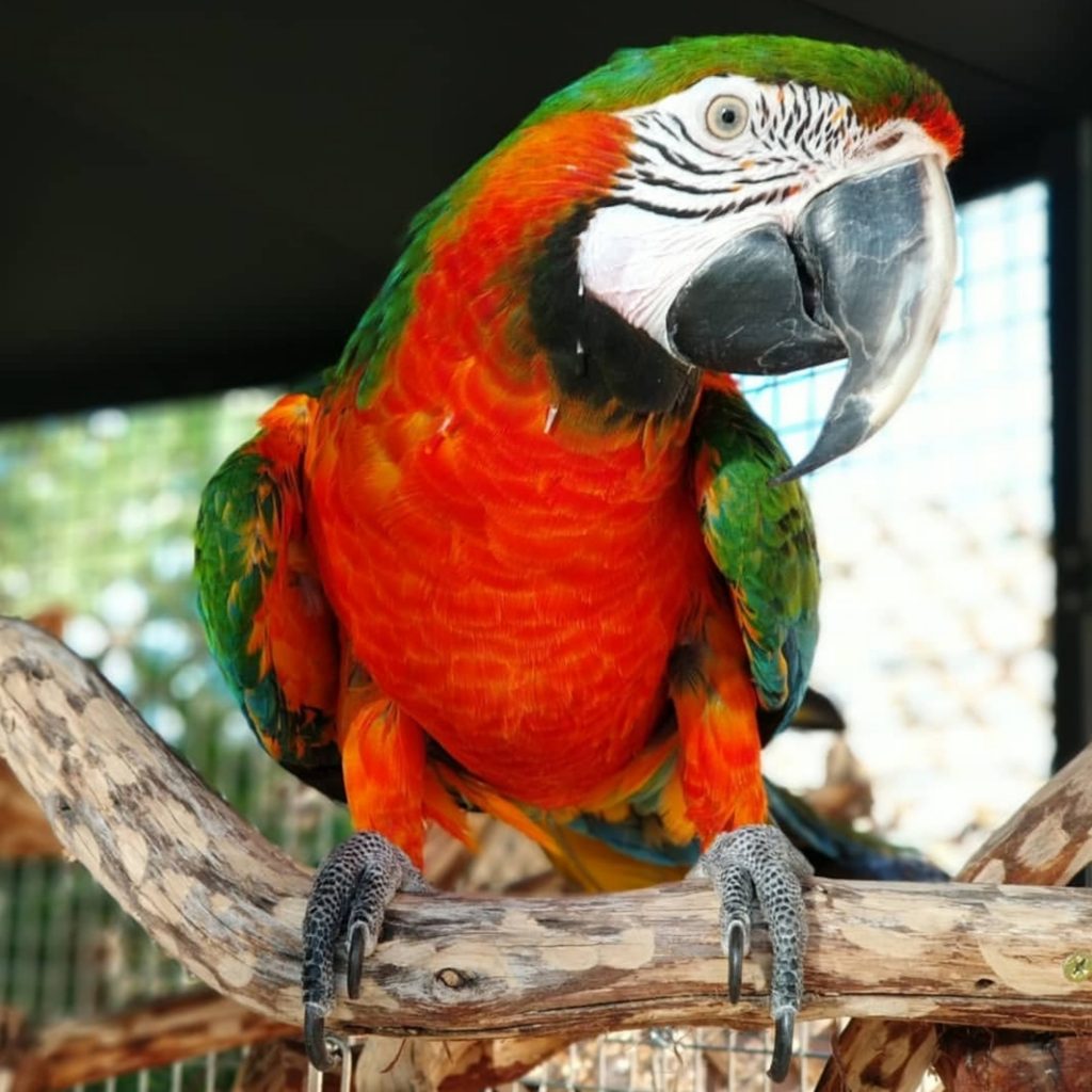 Harley's Love Story - One Love Animal Rescue & Sanctuary