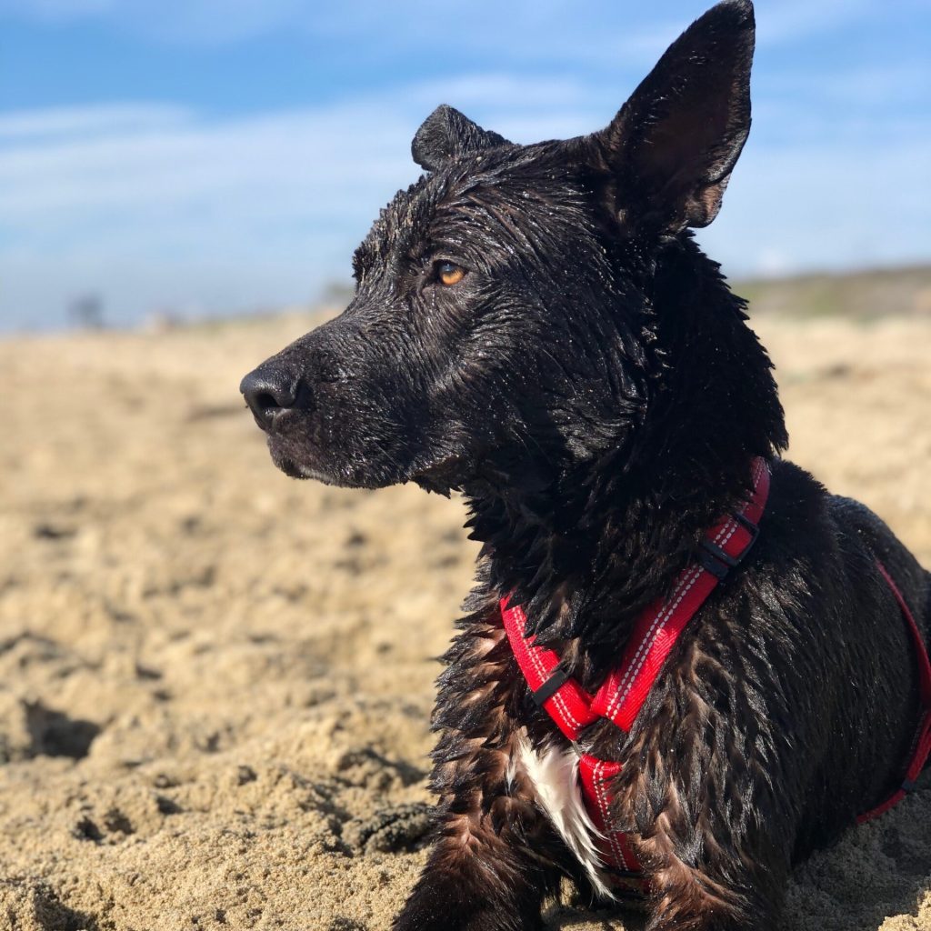 Adopt Cats & Small Pets in Southern California | One Love Animal Rescue