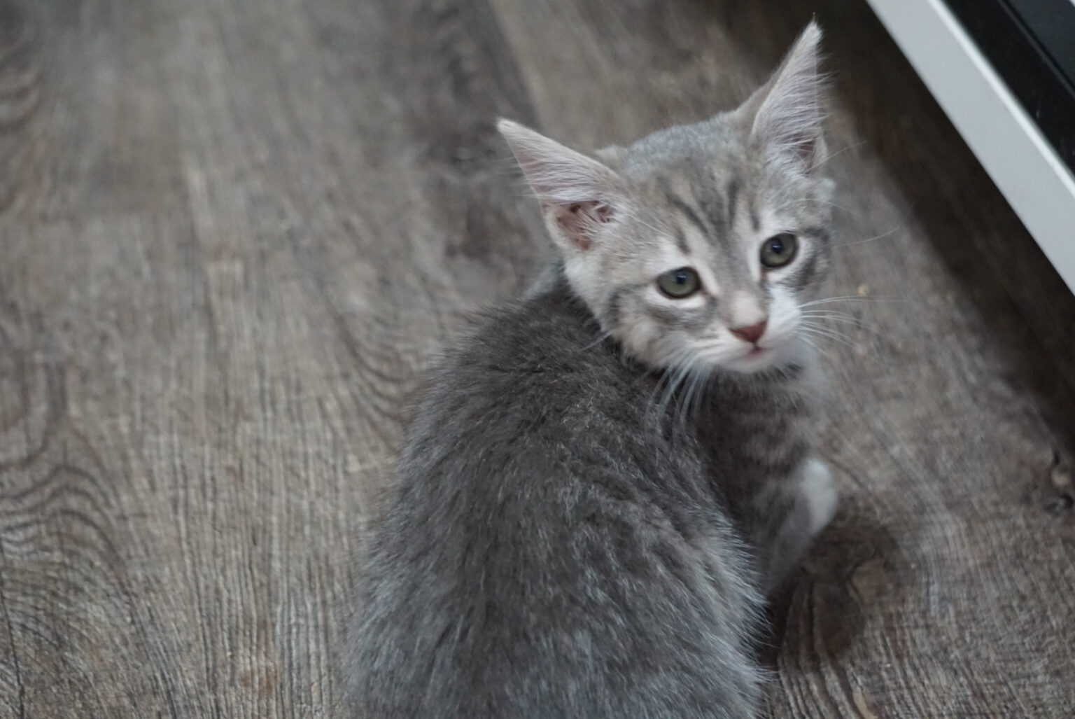 Gronk's Love Story - One Love Animal Rescue & Sanctuary