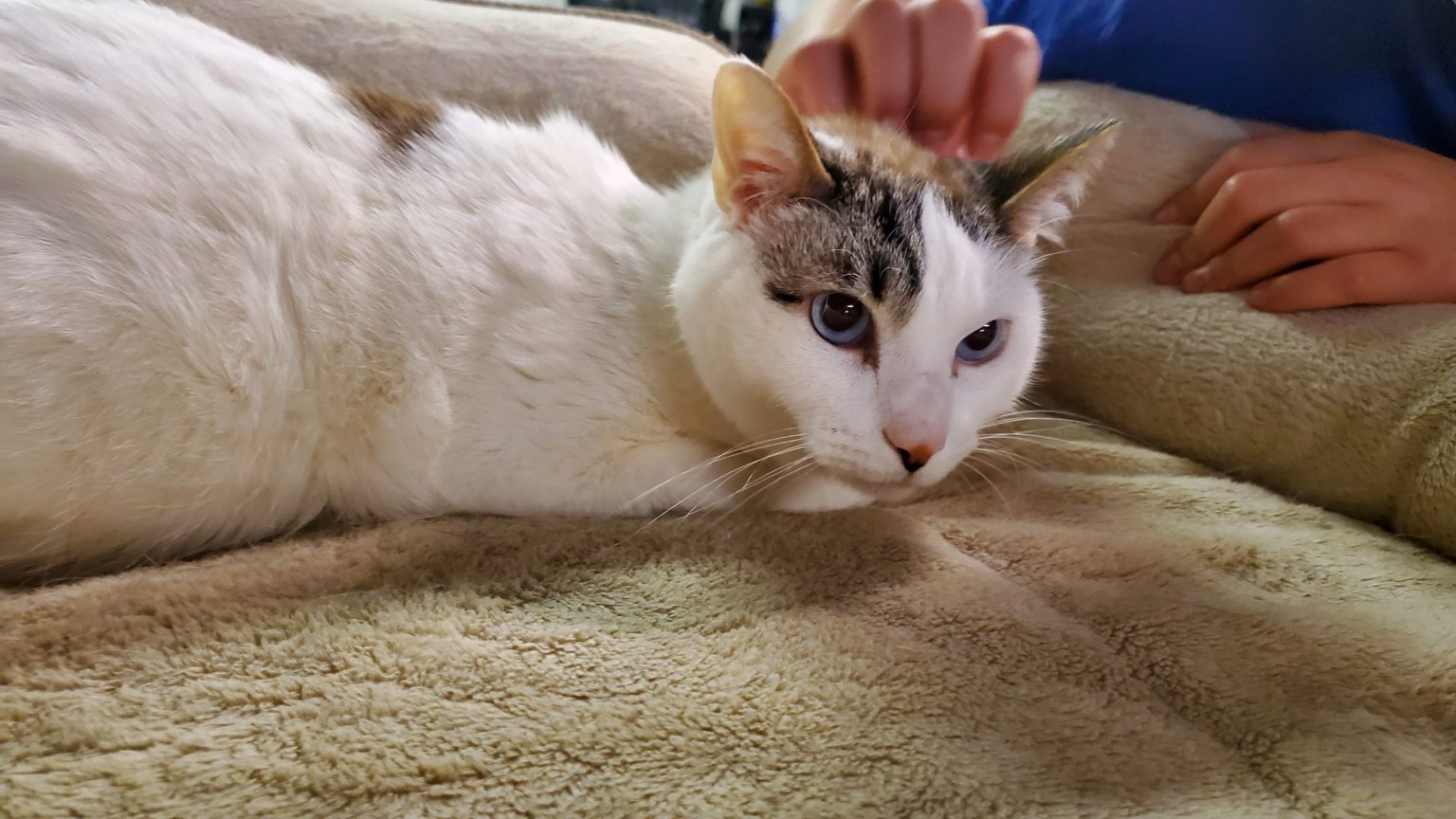 Casper's Love Story - One Love Animal Rescue & Sanctuary