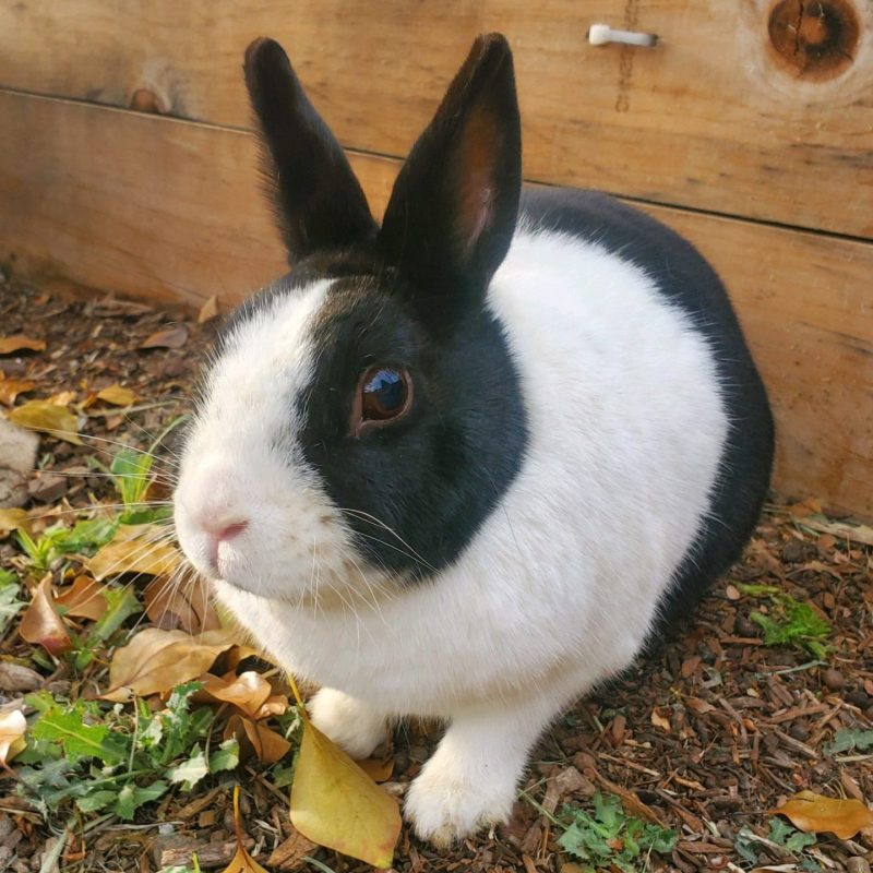 View Adoptable Pets | One Love Animal Rescue