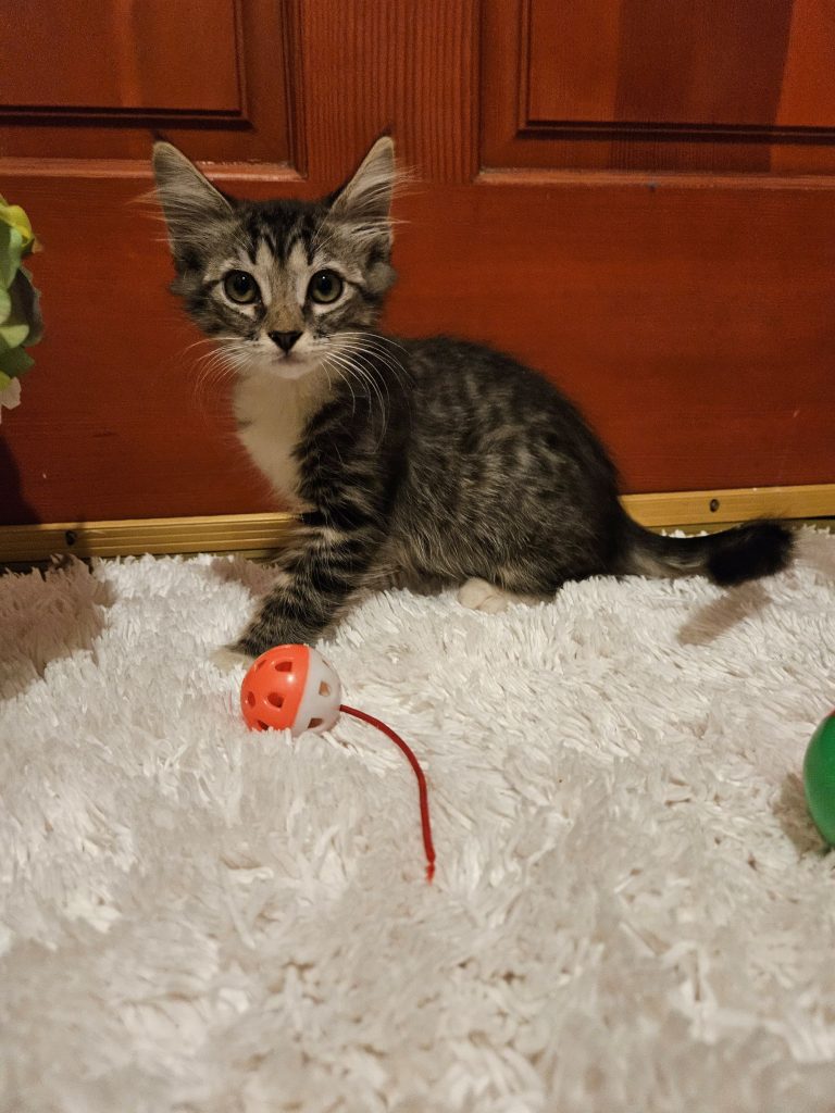 Chomp & Cream Puffs' Love Story - One Love Animal Rescue & Sanctuary