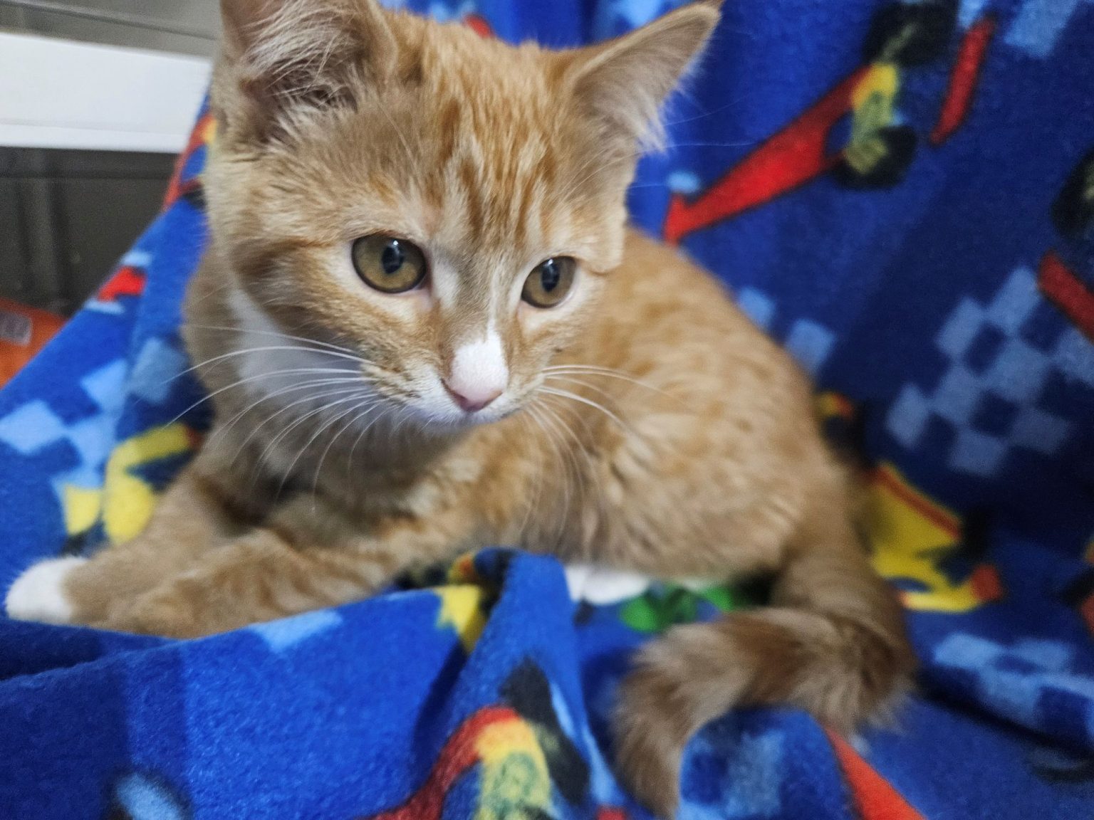 Dorito - One Love Animal Rescue & Sanctuary