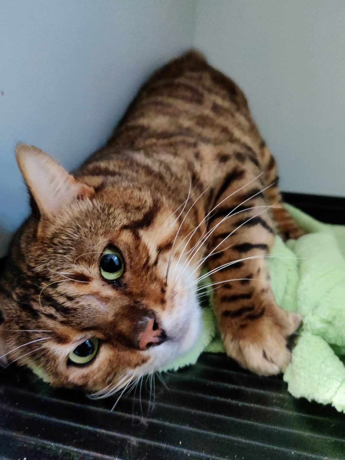 Echo - One Love Animal Rescue & Sanctuary