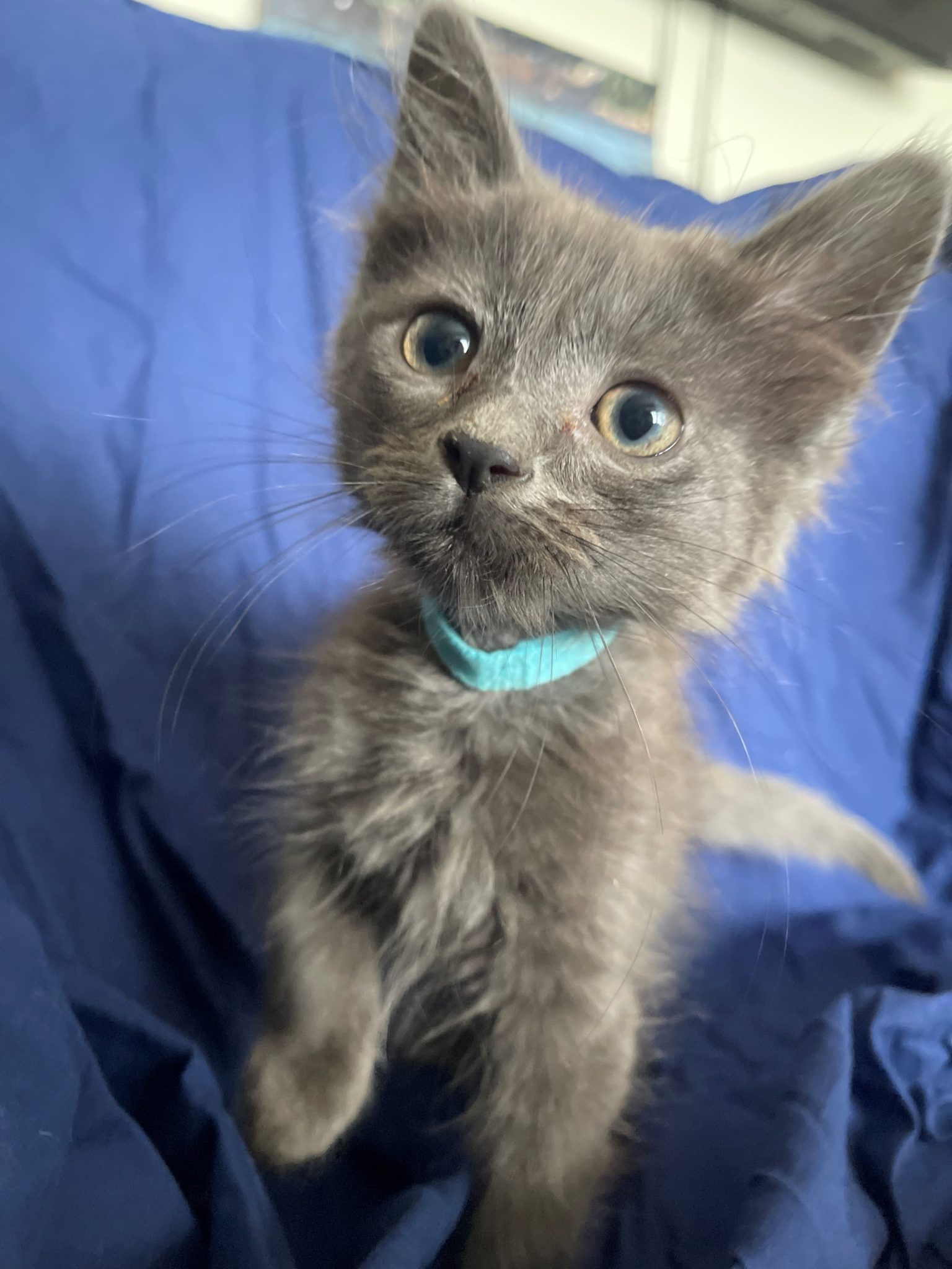 Dr. Pepper & Mr. Pibb's Love Story - One Love Animal Rescue & Sanctuary