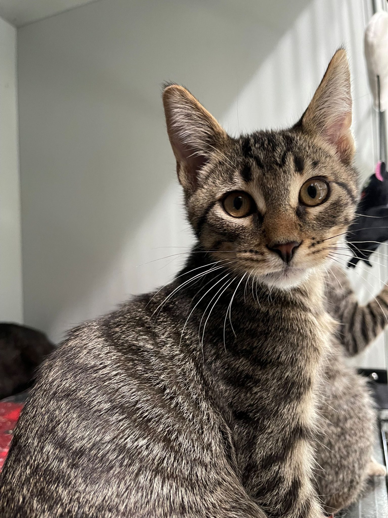 Roy - One Love Animal Rescue & Sanctuary