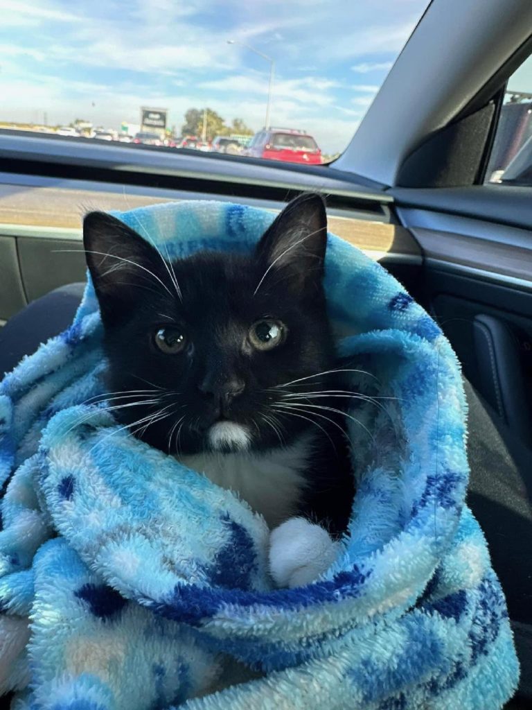 Sumo - One Love Animal Rescue & Sanctuary