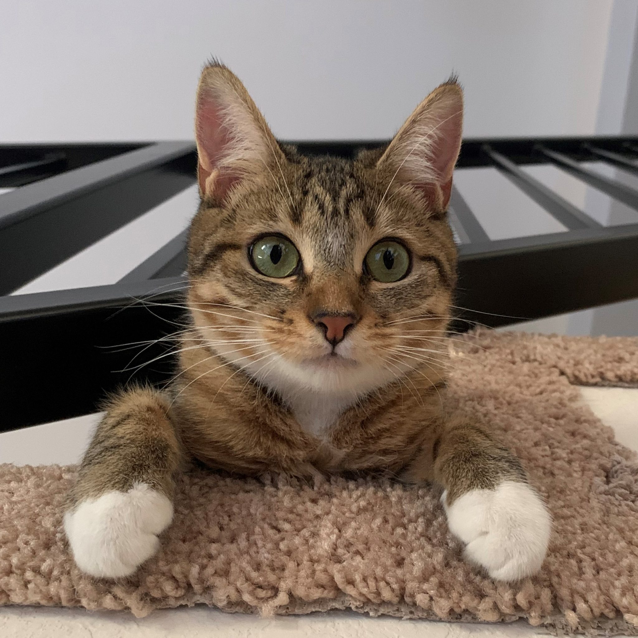 Penelope - One Love Animal Rescue & Sanctuary