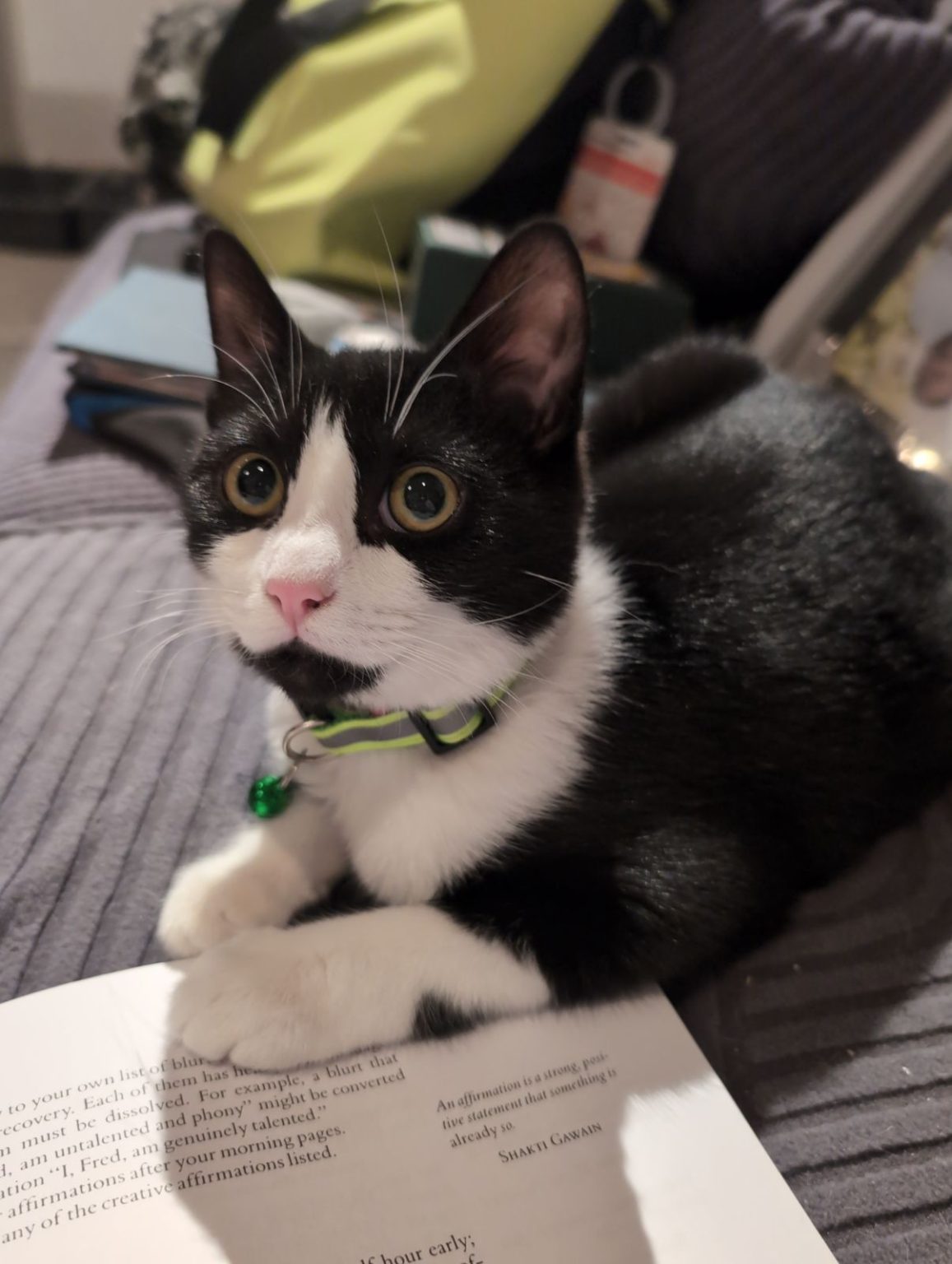 Starry - One Love Animal Rescue & Sanctuary