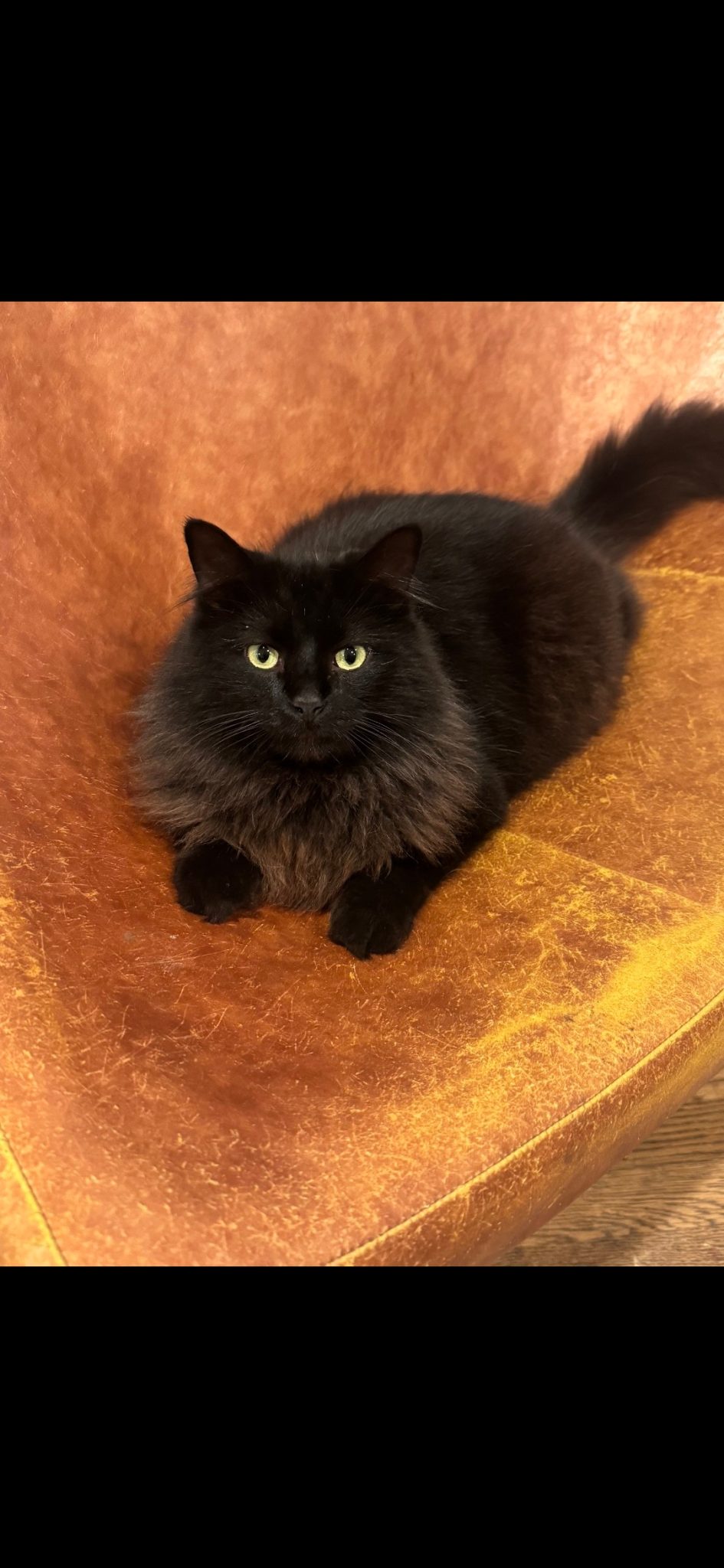 Lucille - One Love Animal Rescue & Sanctuary