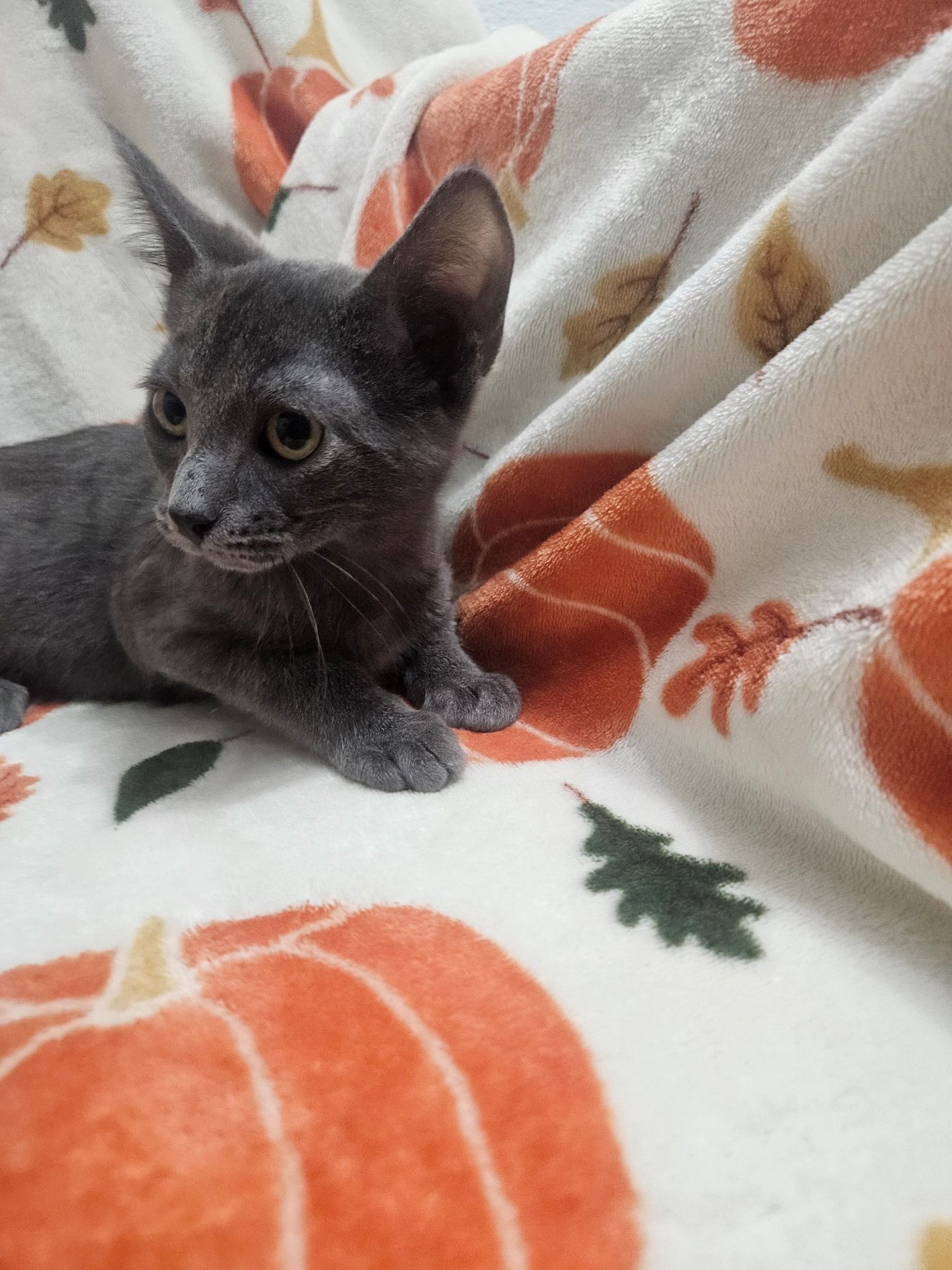 Boyd - One Love Animal Rescue & Sanctuary