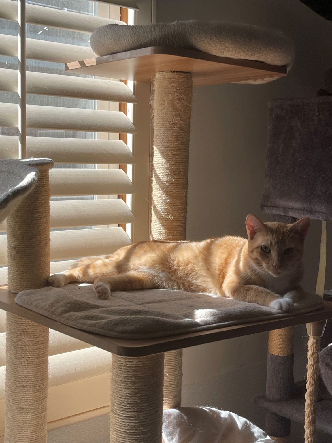 Babs - One Love Animal Rescue & Sanctuary